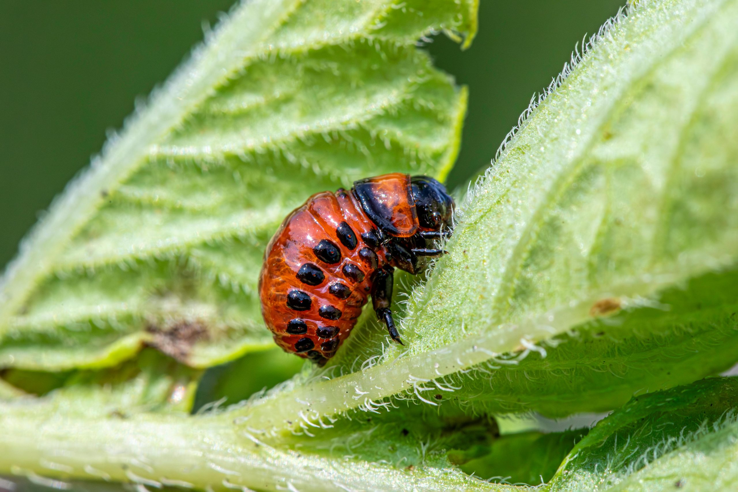 10 Common Garden Pests and How to Control Them - Boston Pest Control News
